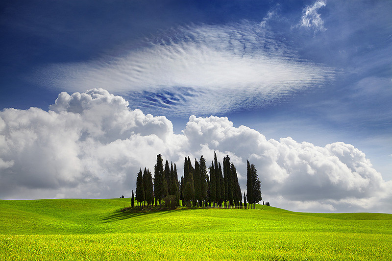 Natural Perspective | Trees