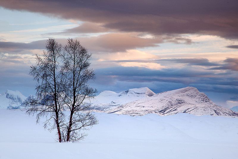 Natural Perspective | Trees